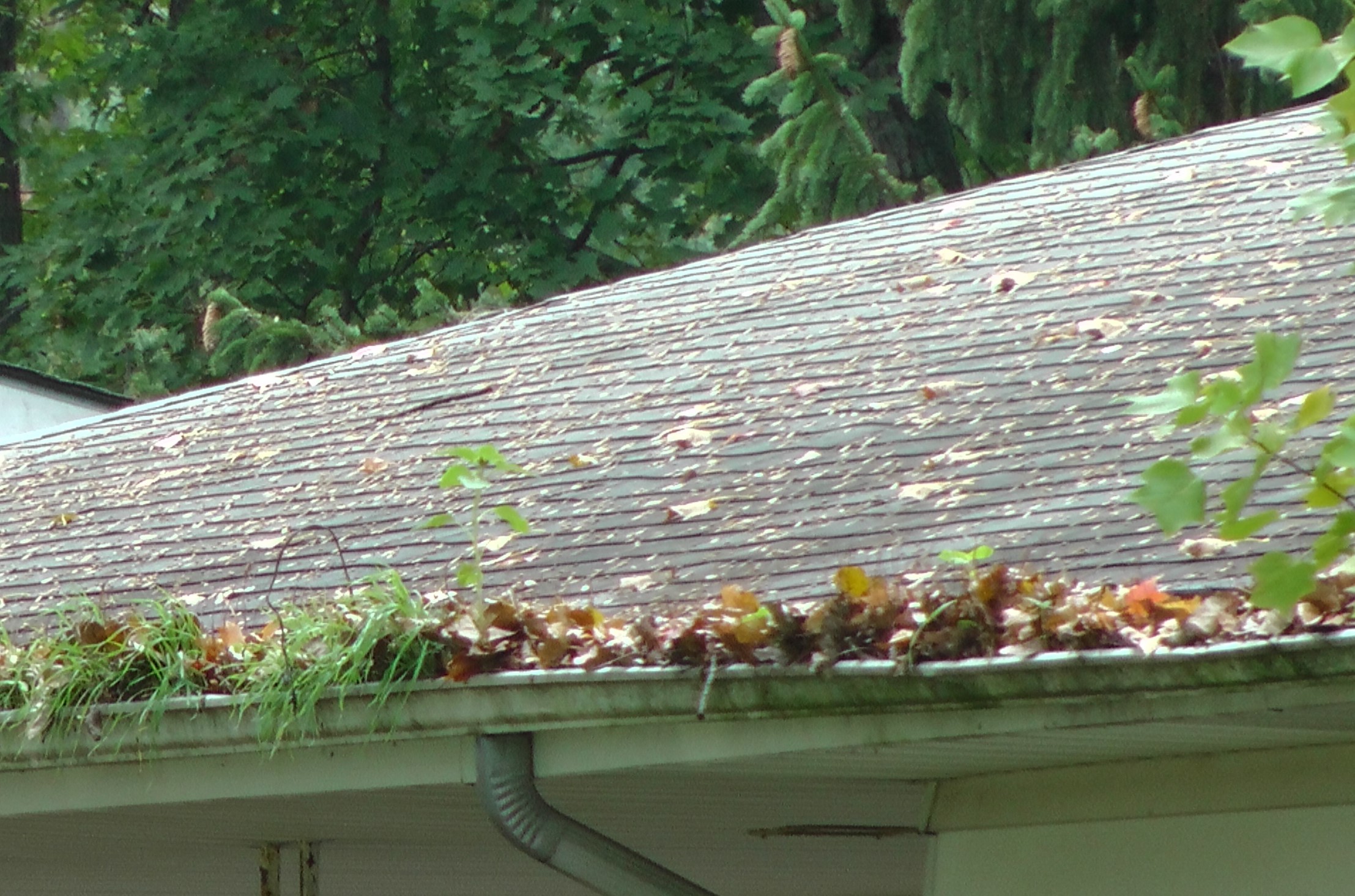 Why Do I Need to Clean my Gutters in the Fall?