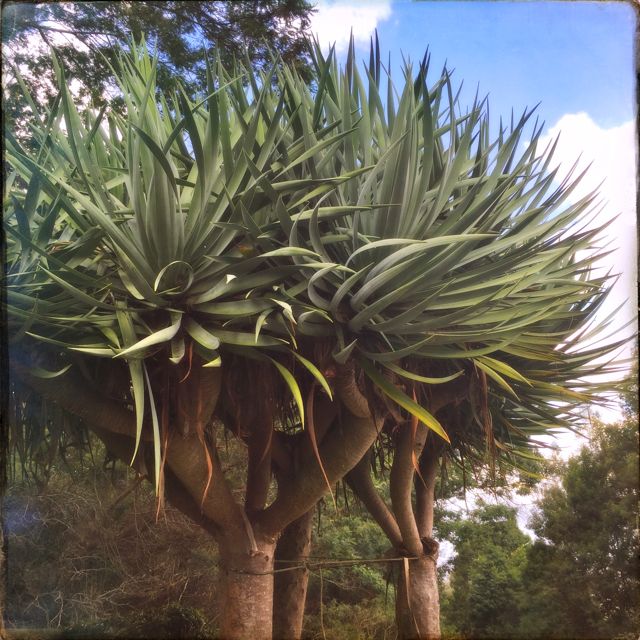 Aloe trees growing in Kula Maui Hawaii