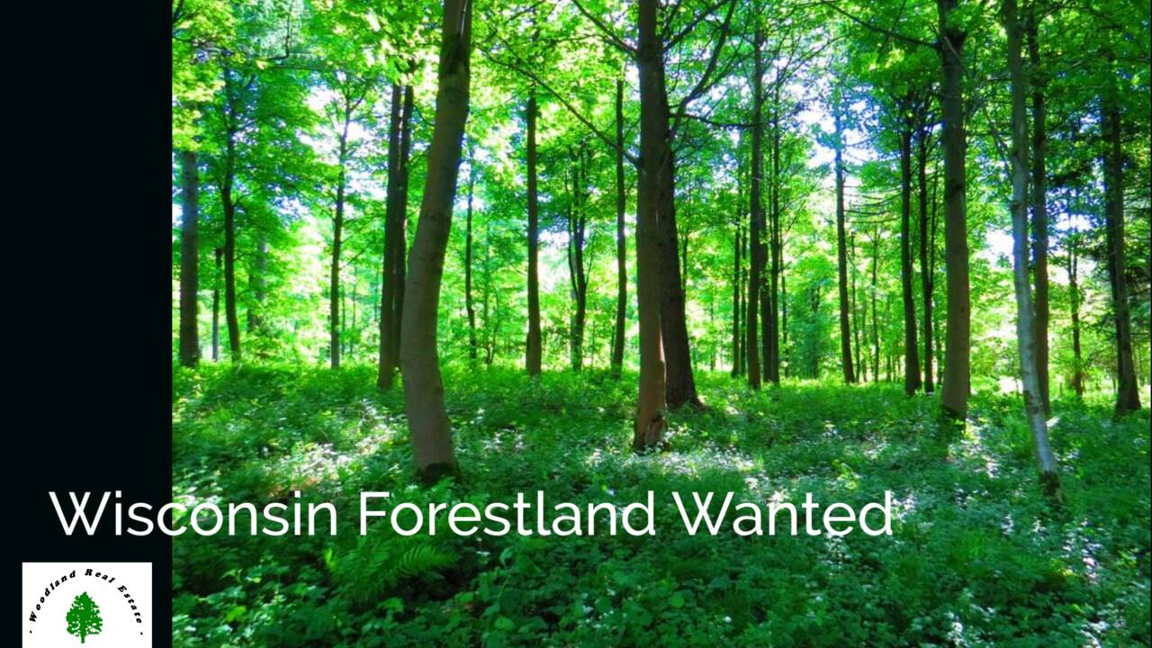 PORTAGE COUNTY FOREST HUNTING & TIMBER LAND WANTED 2023