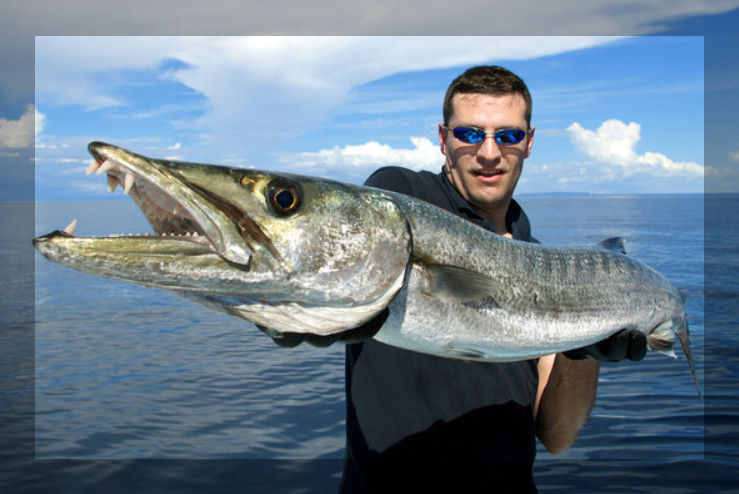 Barracuda Are Attracted to Shiny Objects Too