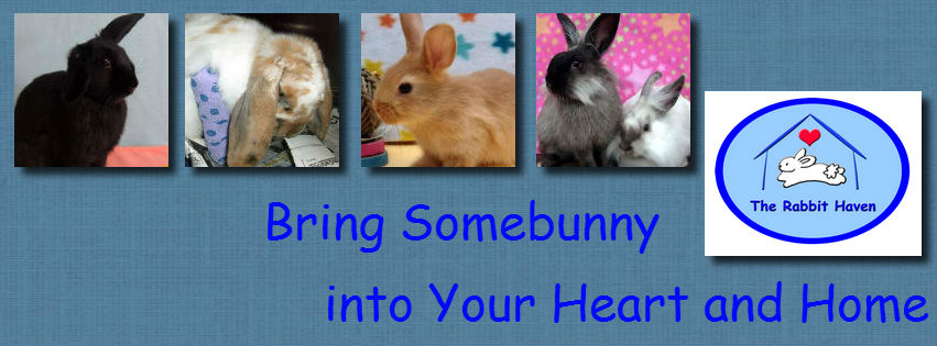 Some Bunnies From The Rabbit Haven Ready for Adoption