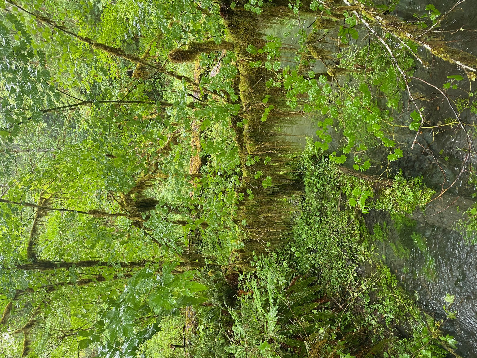 It Seems Hot Everywhere But Not At The Hoh Rainforest
