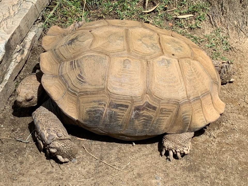 Did You Miss World Turtle Day May 23? Shellabrate Now