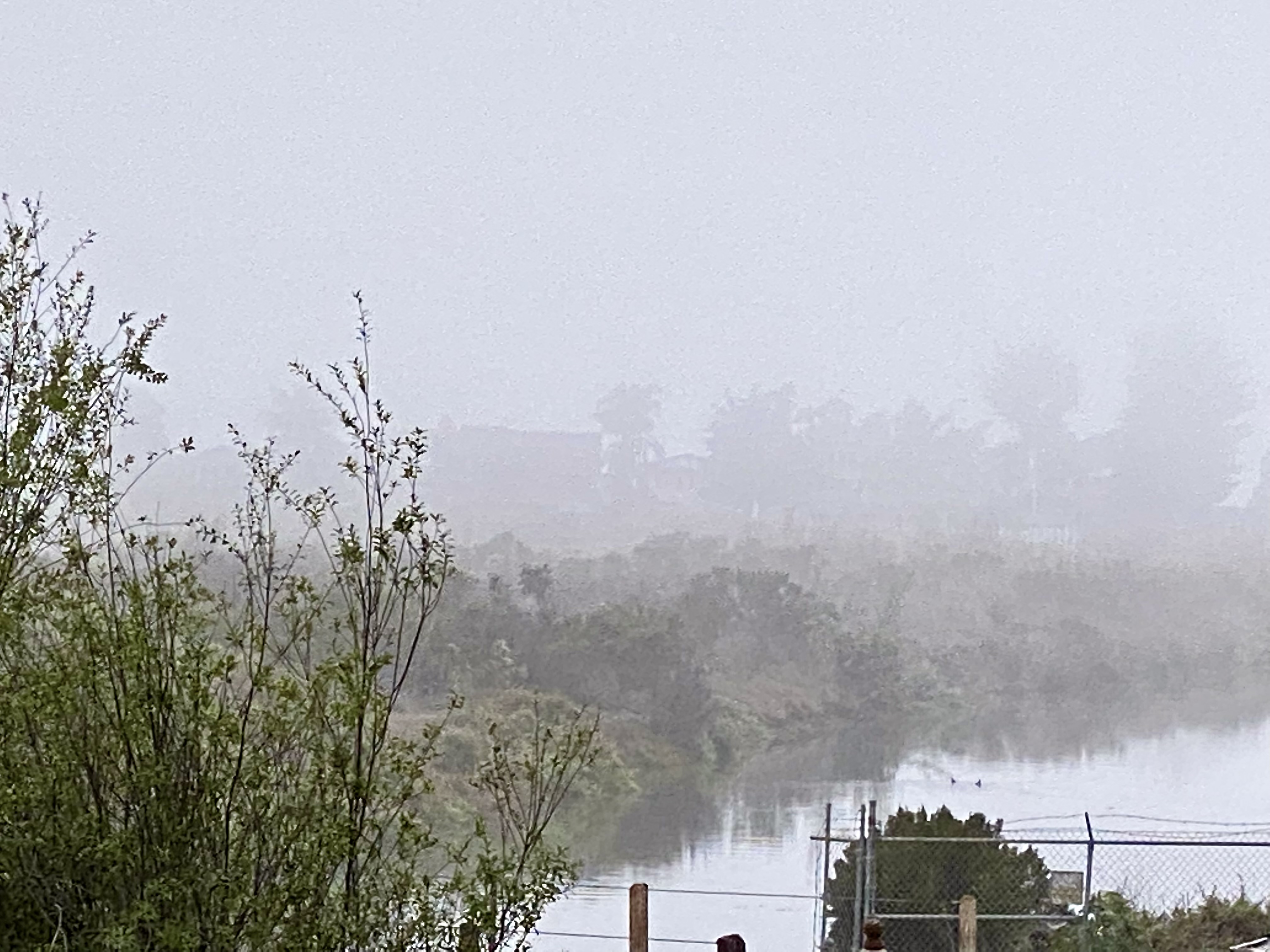 Friday Photo: Thickest Fog Mimics Rain!