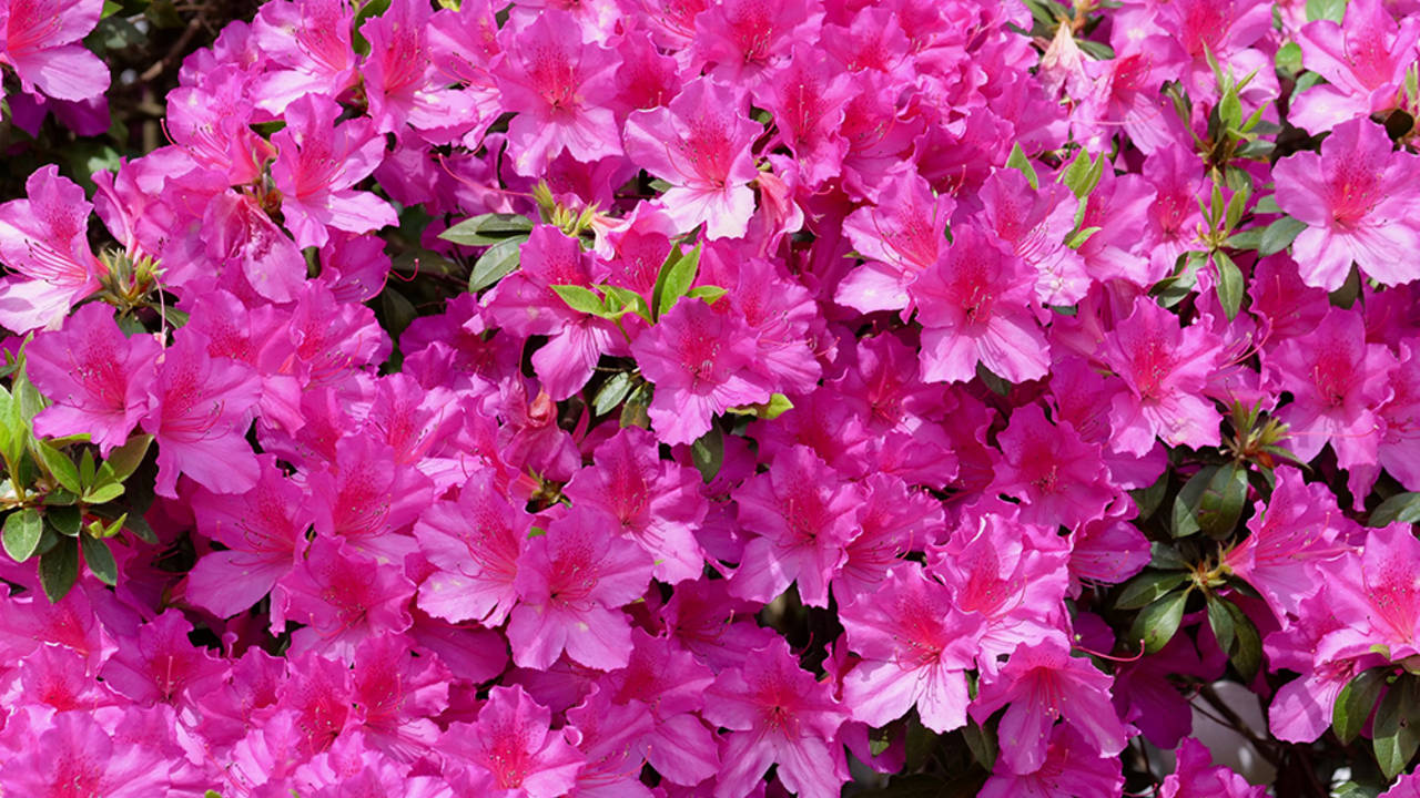 What to expect in Spring at Brunswick Forest