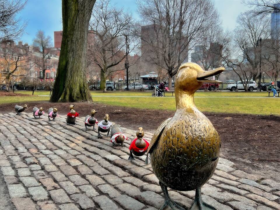 Quack Quack! Meet Boston's Cutest Residents at the Publ