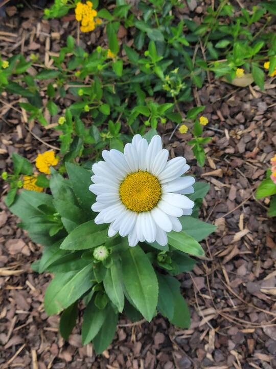 Why Checklists Are Not Optional in a Busy Life ️