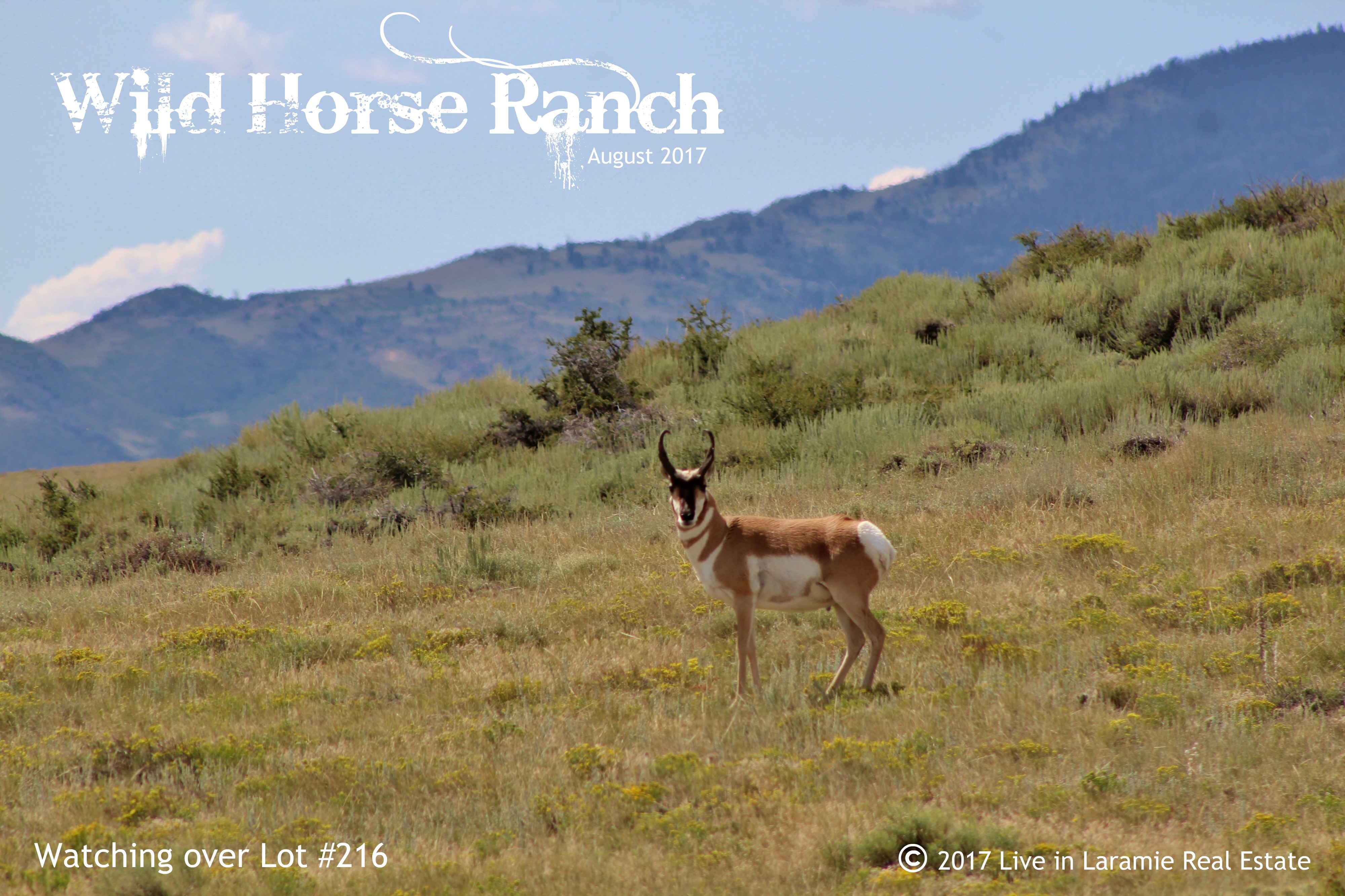 Laramie, Wyoming Real Estate: Wild Horse Ranch #216
