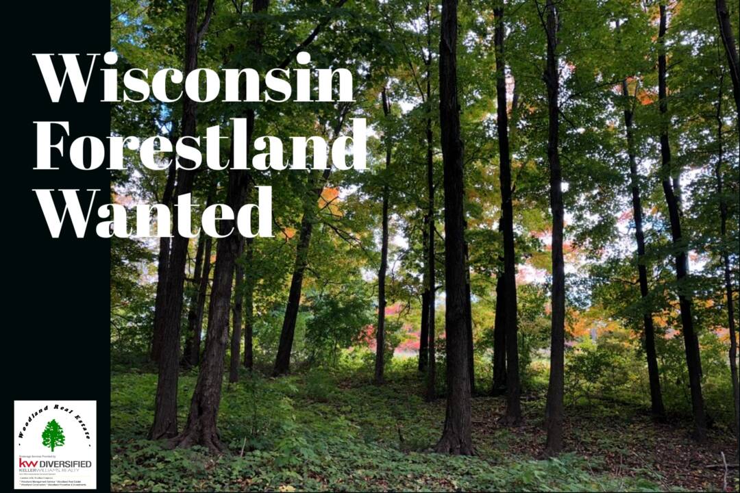 TAYLOR COUNTY WISCONSIN FOREST HUNTING & TIMBER LAND WA