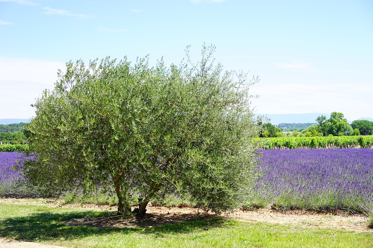 Lessons From The Olive Tree