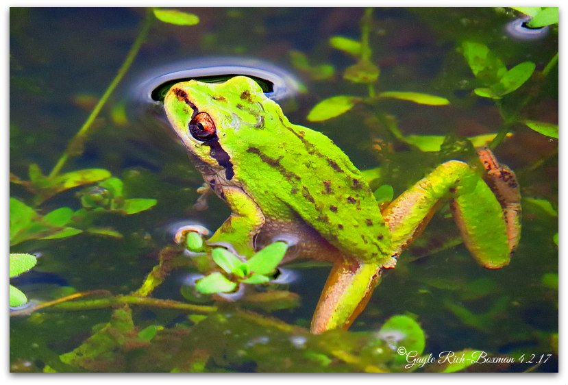 Friday Fotos--Spring Wildlife at Fishhawk Lake