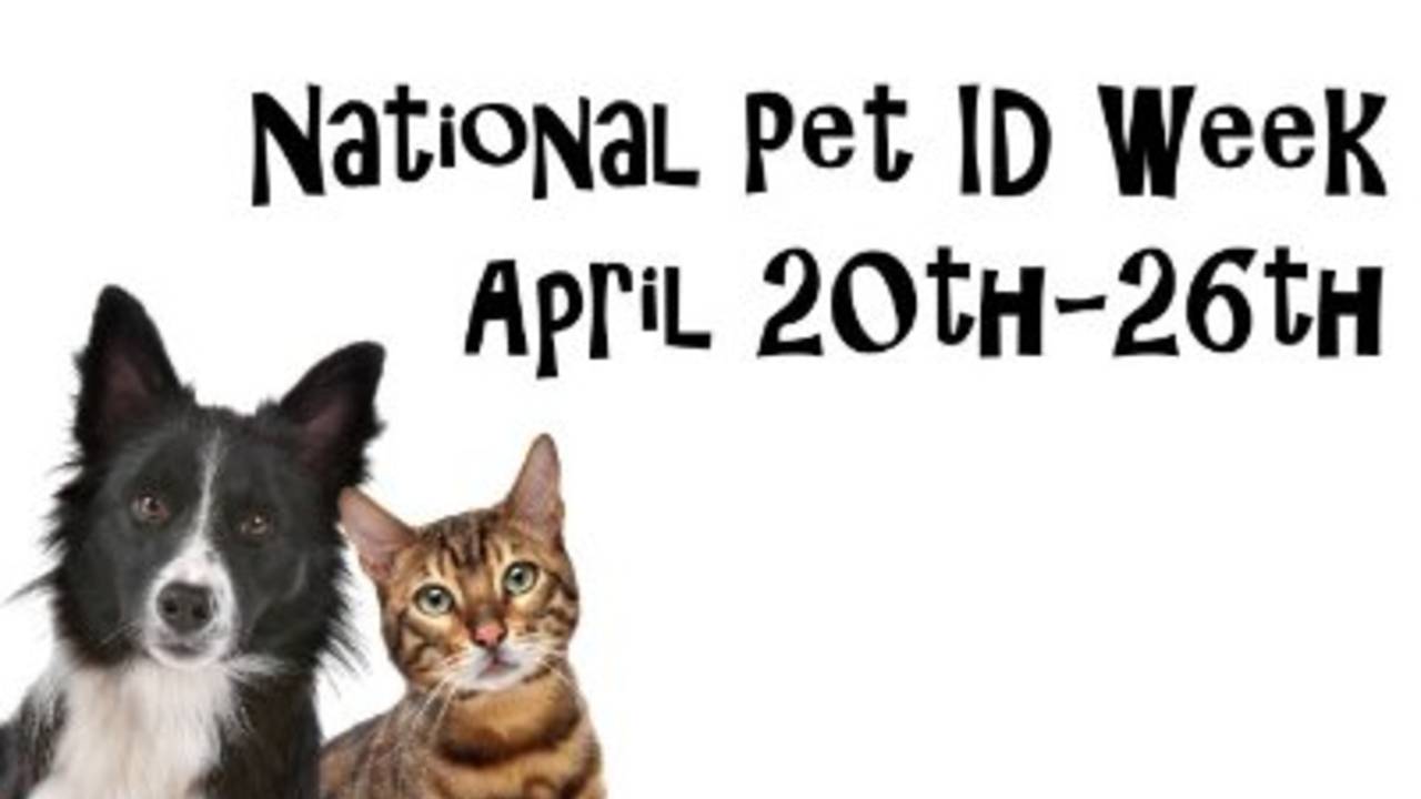 It's National Pet ID Week: April 20 - 26