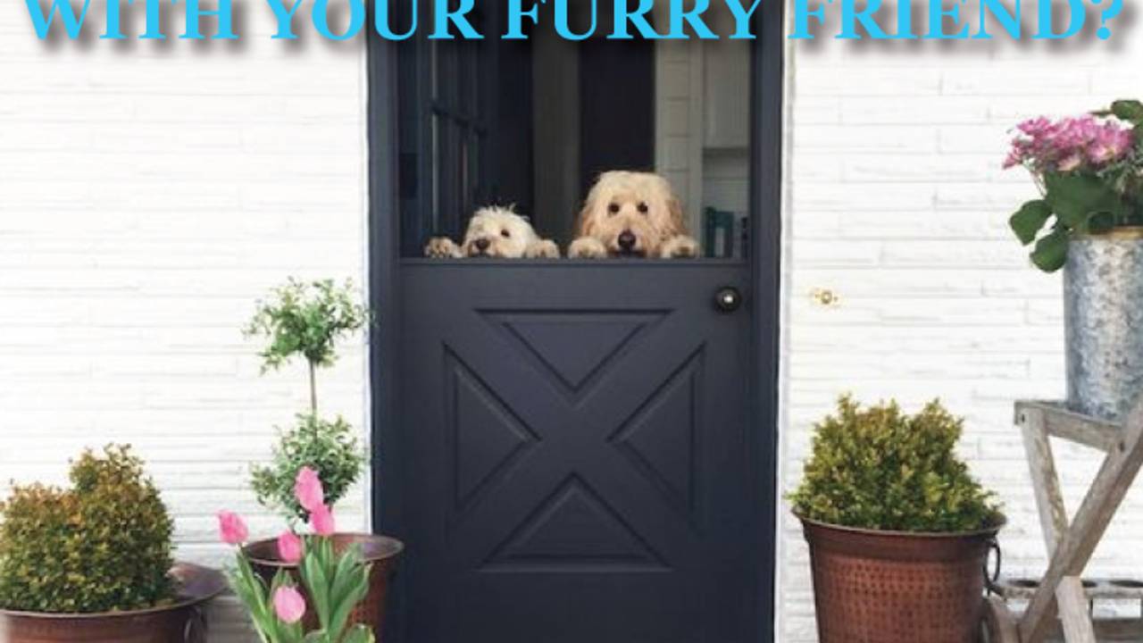 Moving to a new home with your furry friend?