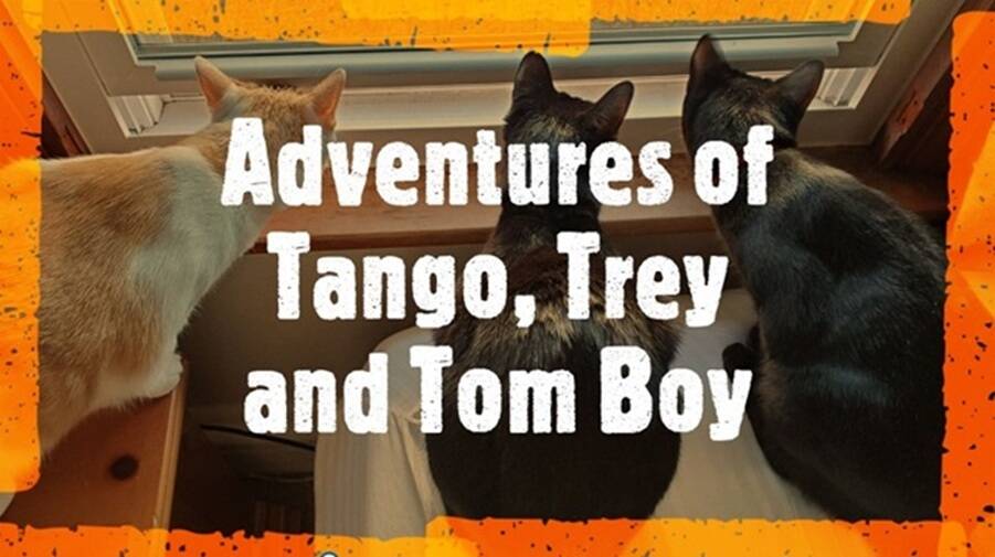 🐱Tango, Trey, and Tom Boy 12-11-25