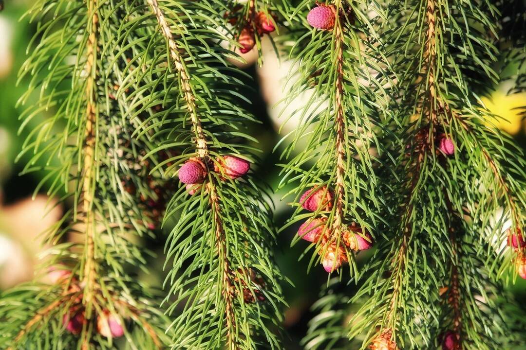 Want to Avoid a Messy Christmas Tree?