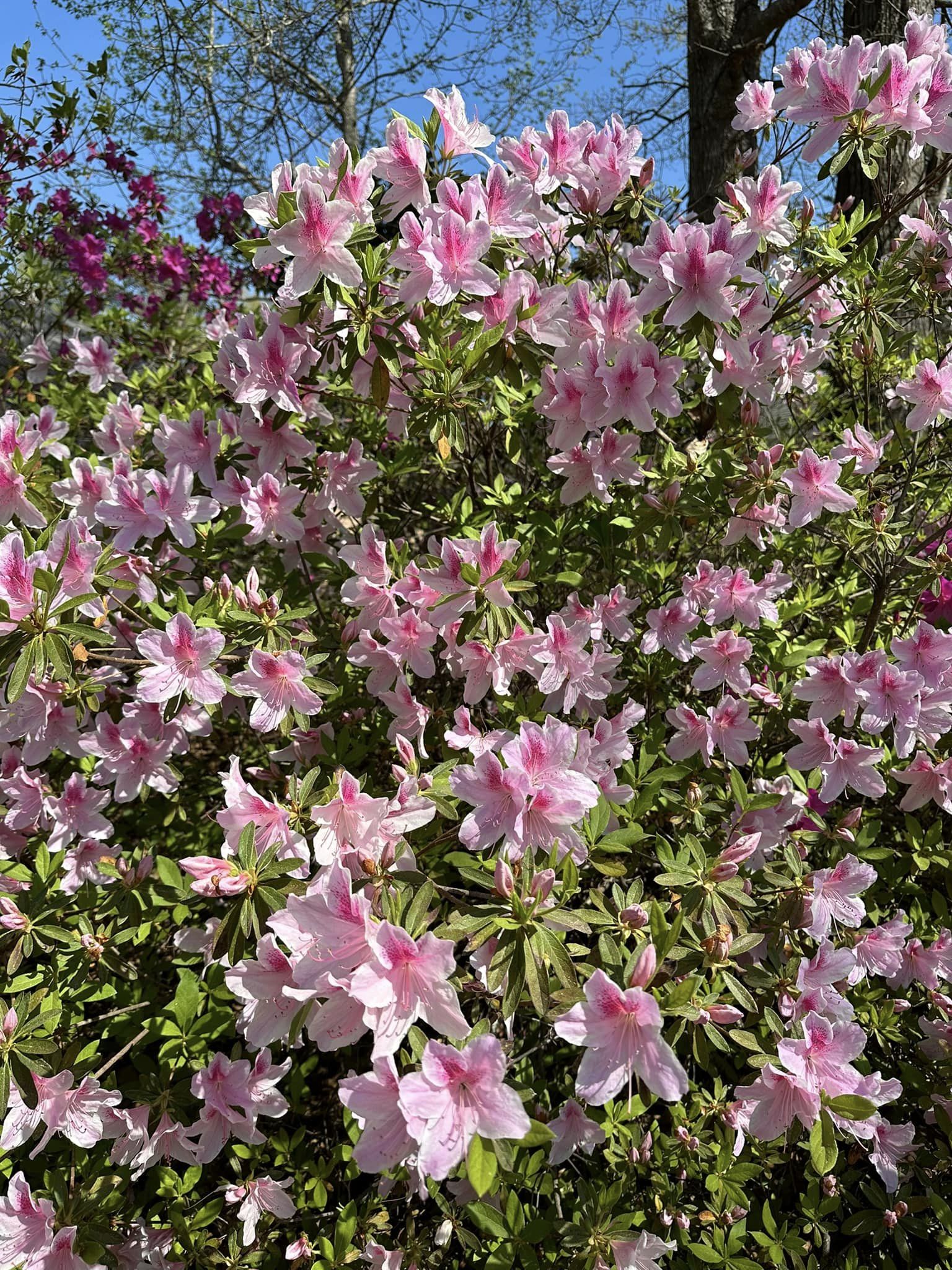 Opelika Azalea and Dogwood Trail