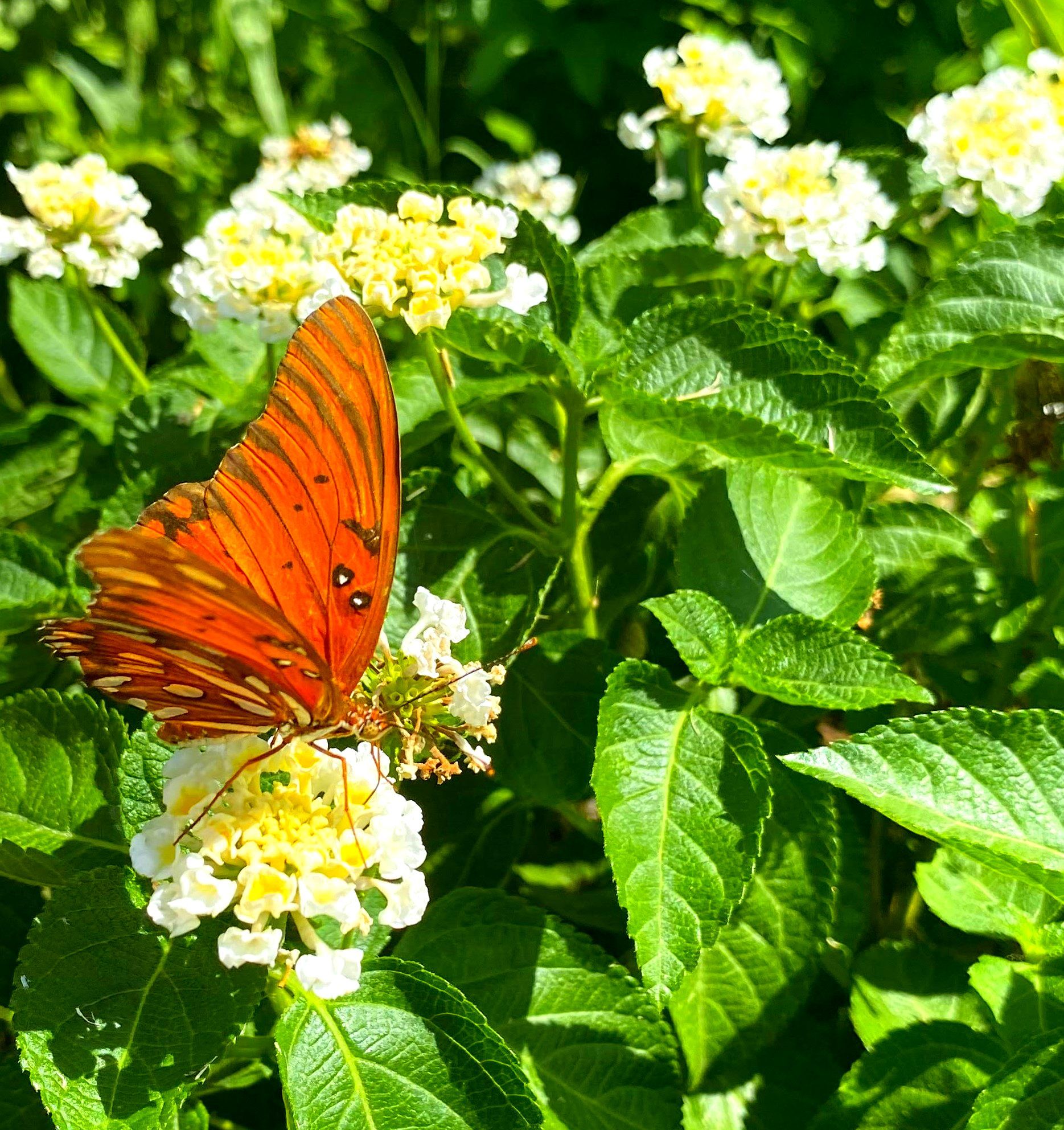 The Positive Butterfly Effect