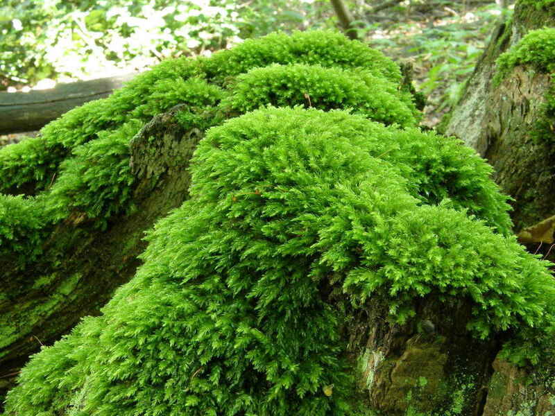 Moss For Sale