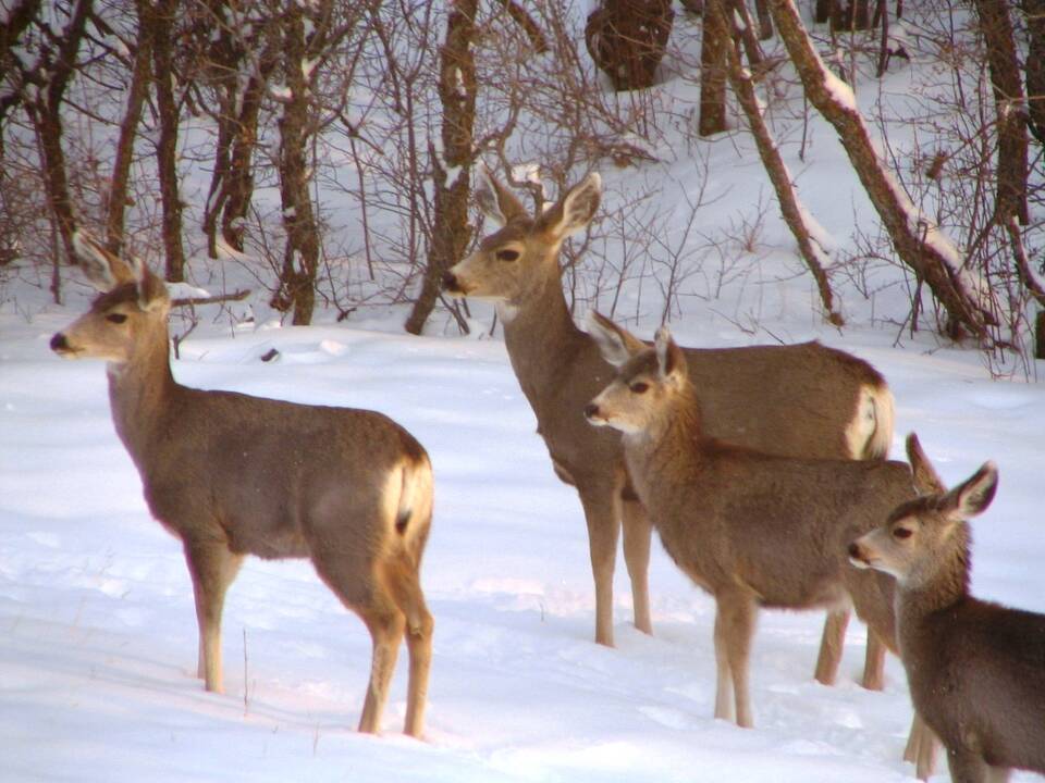 Keeping the Wildlife Safe during the Holidays