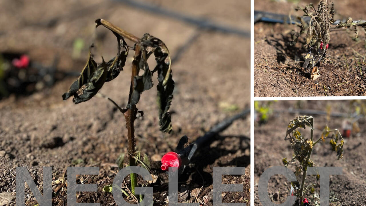 The Immediate Effects of Neglect