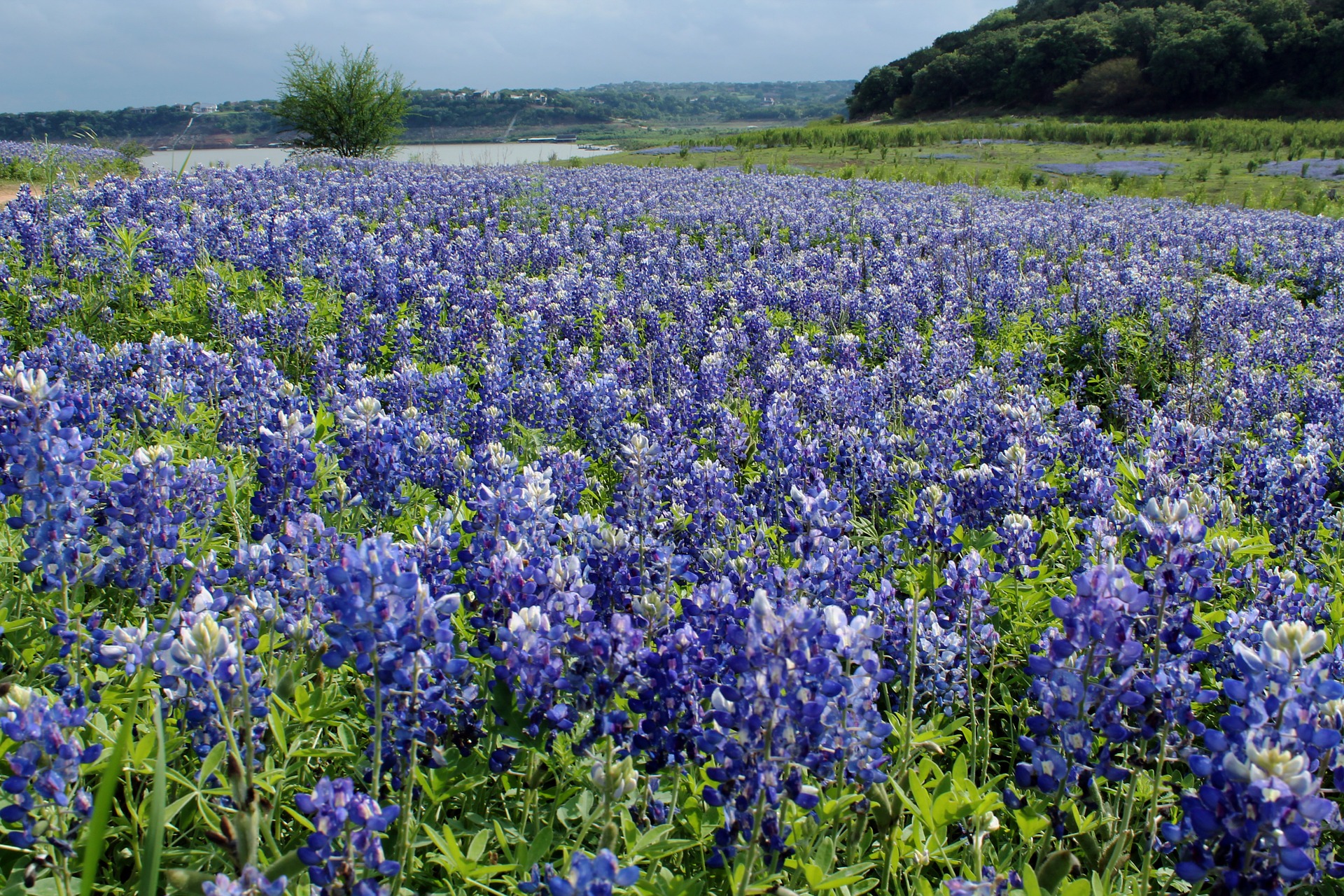 Blooming Early: The Splendor of our Texas Bluebonnets