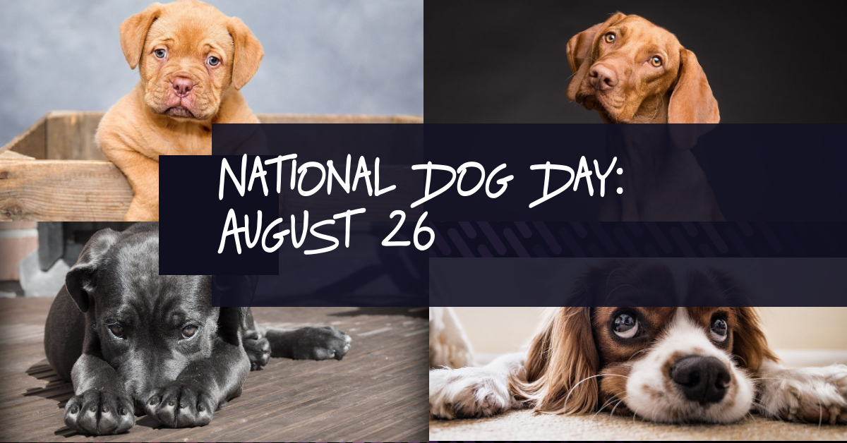 National Dog Day: August 26. 10 Fun Facts About Dogs.