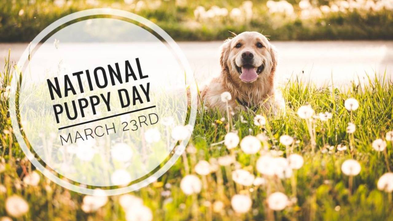 National Puppy Day Today, March 23rd
