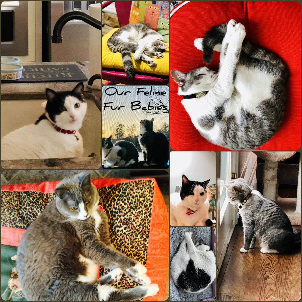SO Thankful for Our Fur Babies, Glorious Fur Babies!