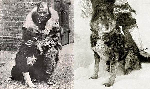 Togo, Balto and the Great Serum Run to Nome of 1925