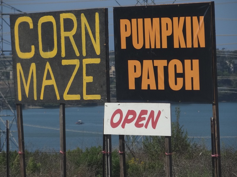 Pumpkin Patch & Corn Maze - Carlsbad Strawberry Company