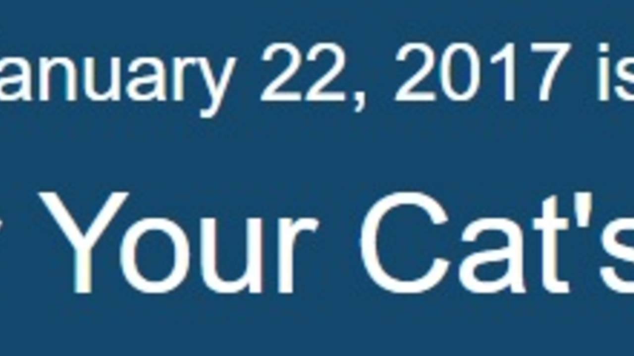 National Answer Your Cat's Question Day: January 22nd