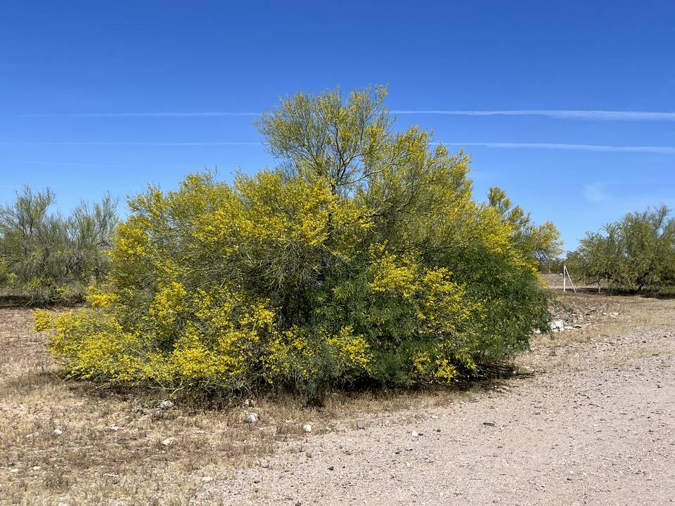 Palo Verde Tree The Beacon of Resilience