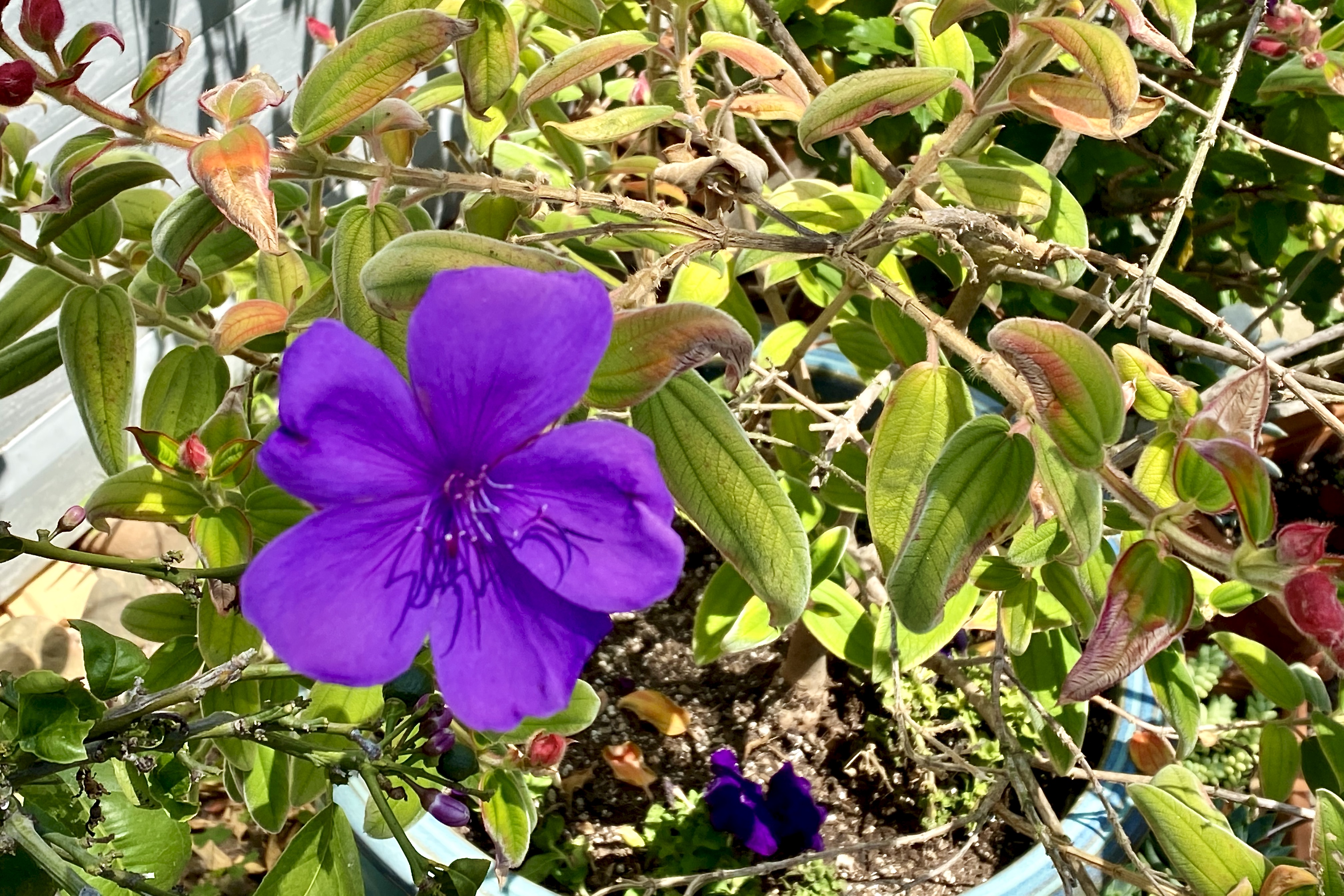 Saturday Smiles: Purple Princess Glory Tree's First Blo