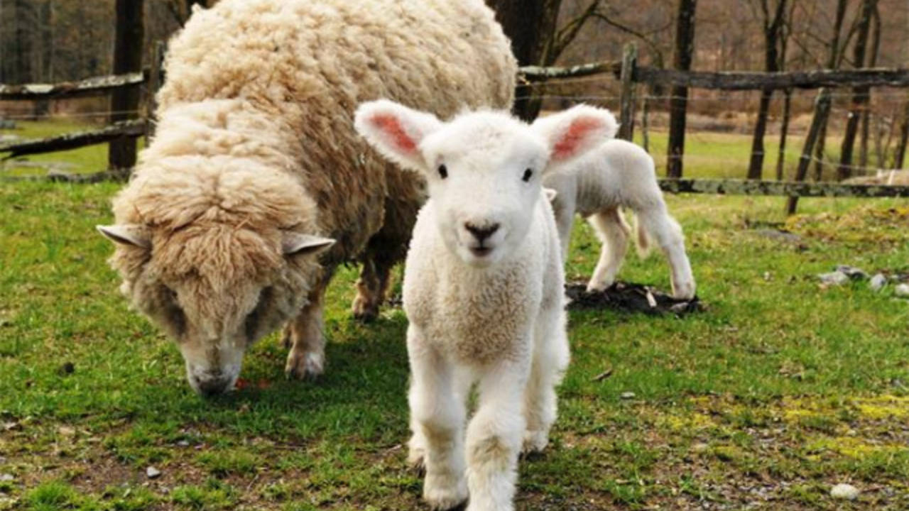 Explore the Poconos: Farm Frolic at Quiet Valley