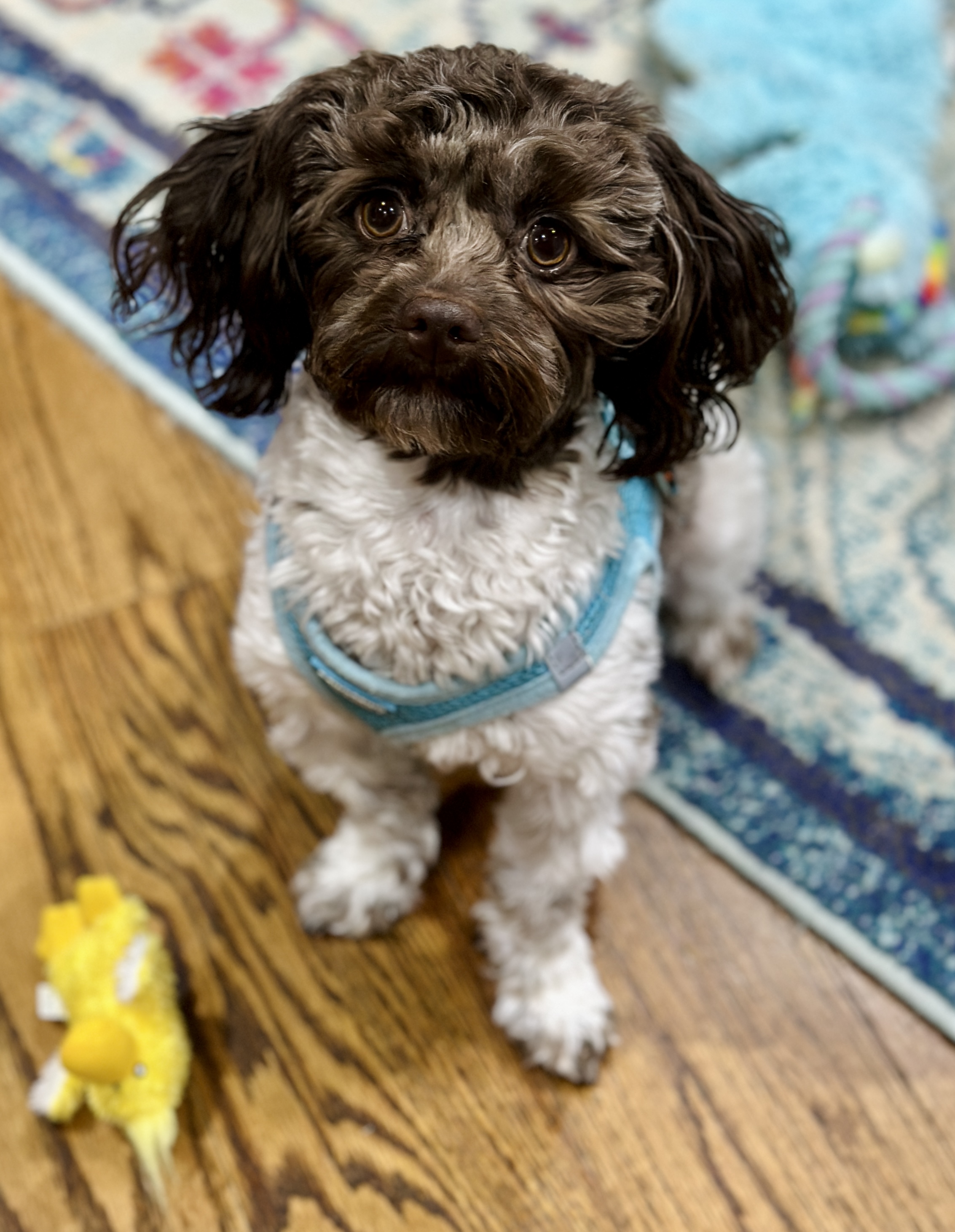 Furry Friends Friday - Our Sweet Gabby