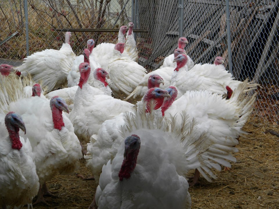 Free Turkey! Boise Idaho 4 Plex For Sale!