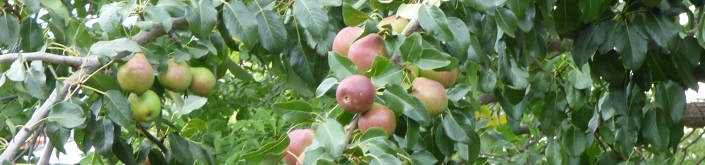 It's A Peach For The Right Pear, Small Town Living