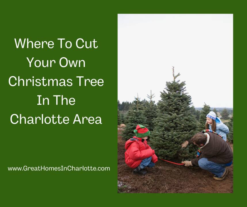 Make Holiday Memories: Cutting Your Own Christmas Tree