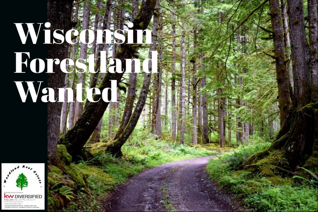 WISCONSIN FOREST HUNTING & TIMBER LAND WANTED! Fall2025