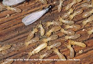 Living in NC puts you at risk of termites
