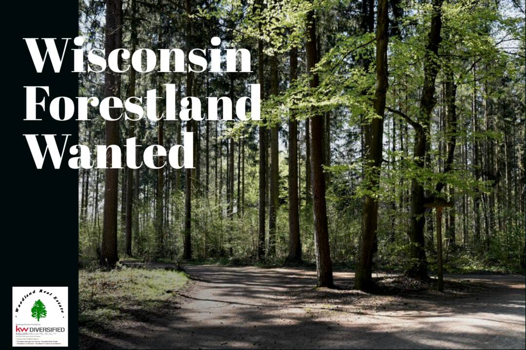 TAYLOR COUNTY FOREST HUNTING & TIMBER LAND WANTED! 2024
