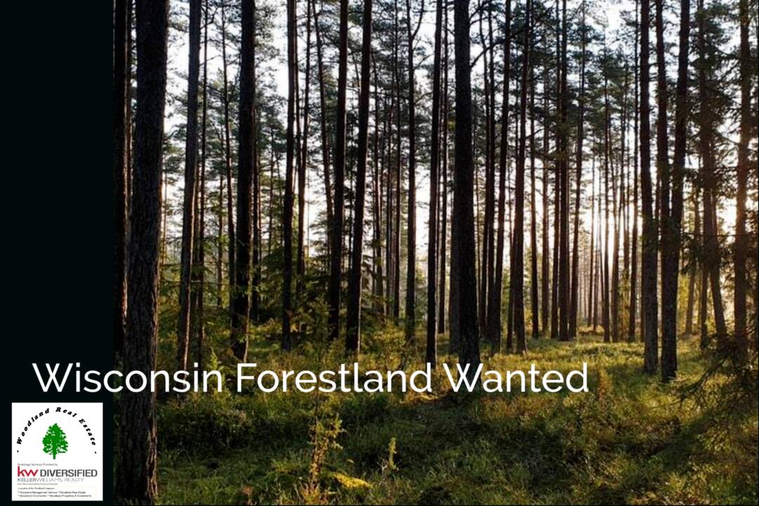 MARATHON COUNTY FOREST HUNTING & TIMBER LAND WANTED! FA