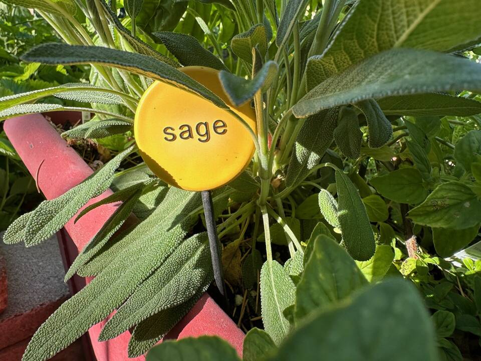 Nerdin Gardens: Sage What?!