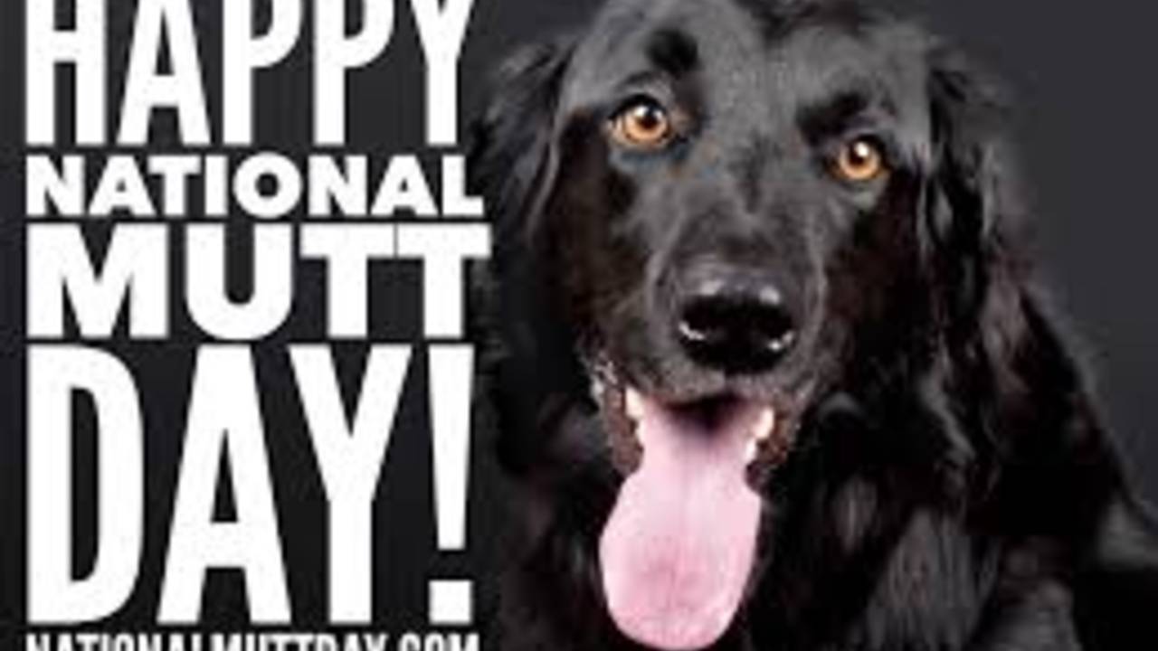 Happy National Mutt Day To All Mutts And Their Parents!