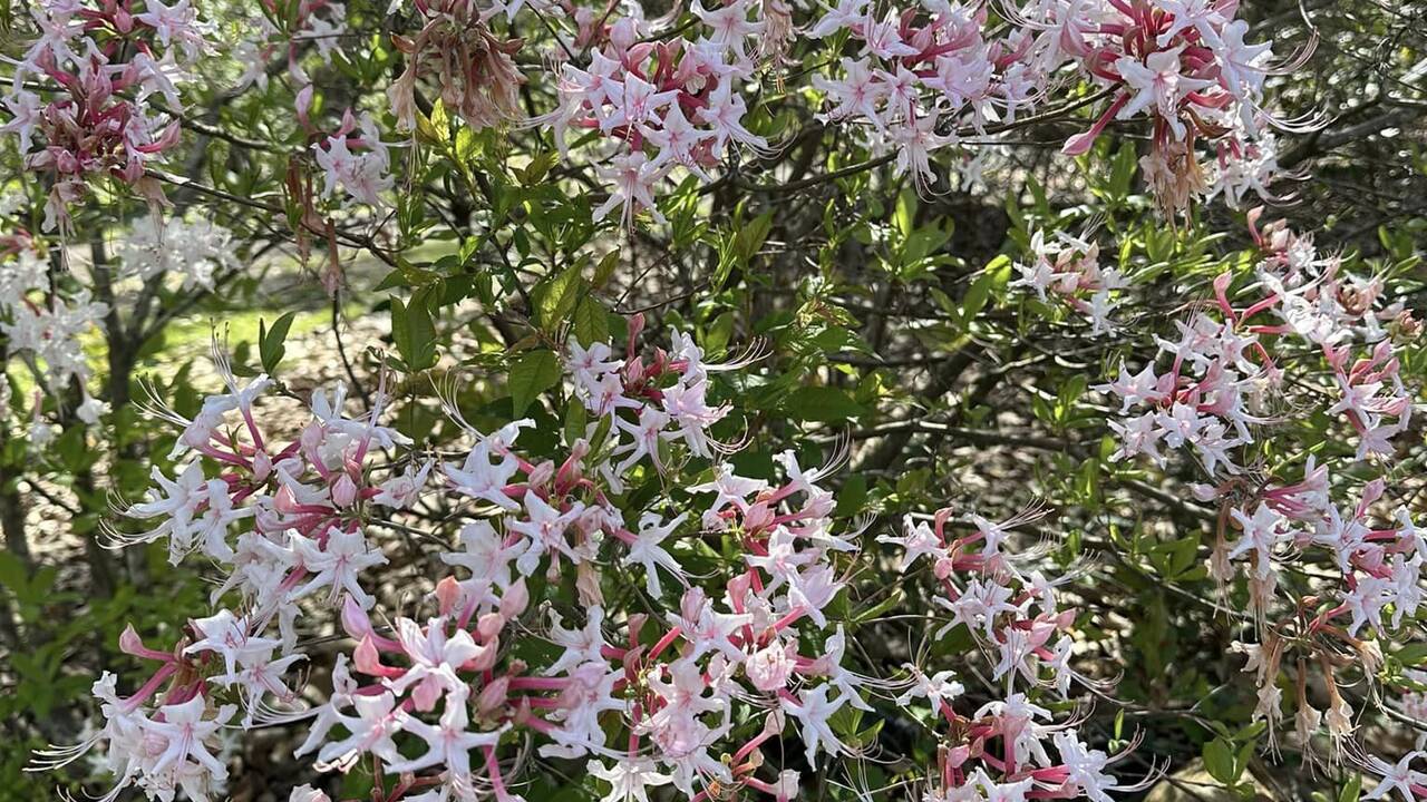 Auburn Azalea Festival at Davis Arboretum