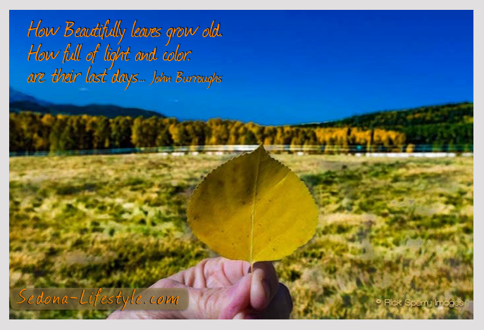 The Northern Arizona Aspens Are Changing At Snowbowl!