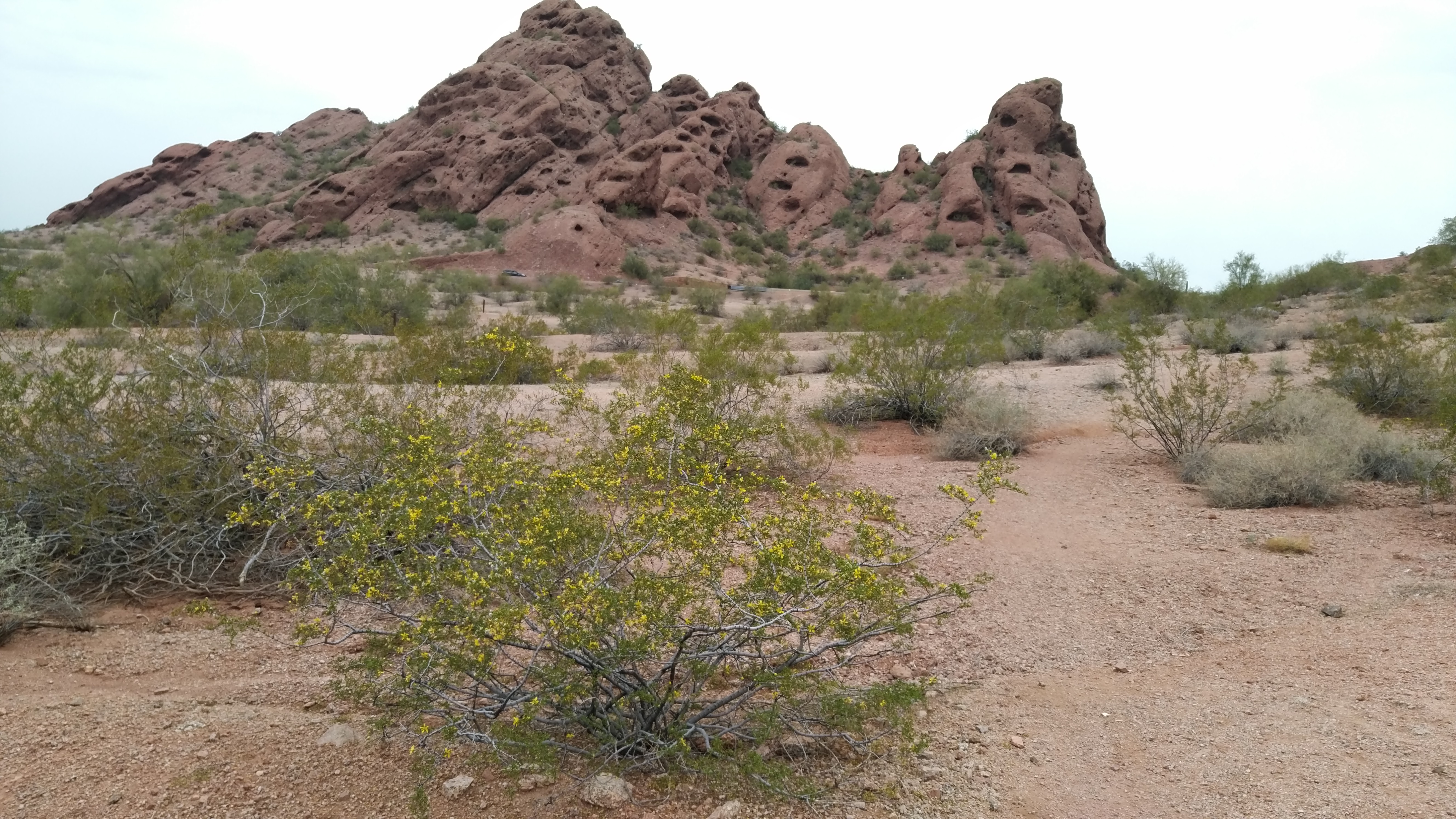 March in Phoenix AZ in Pictures