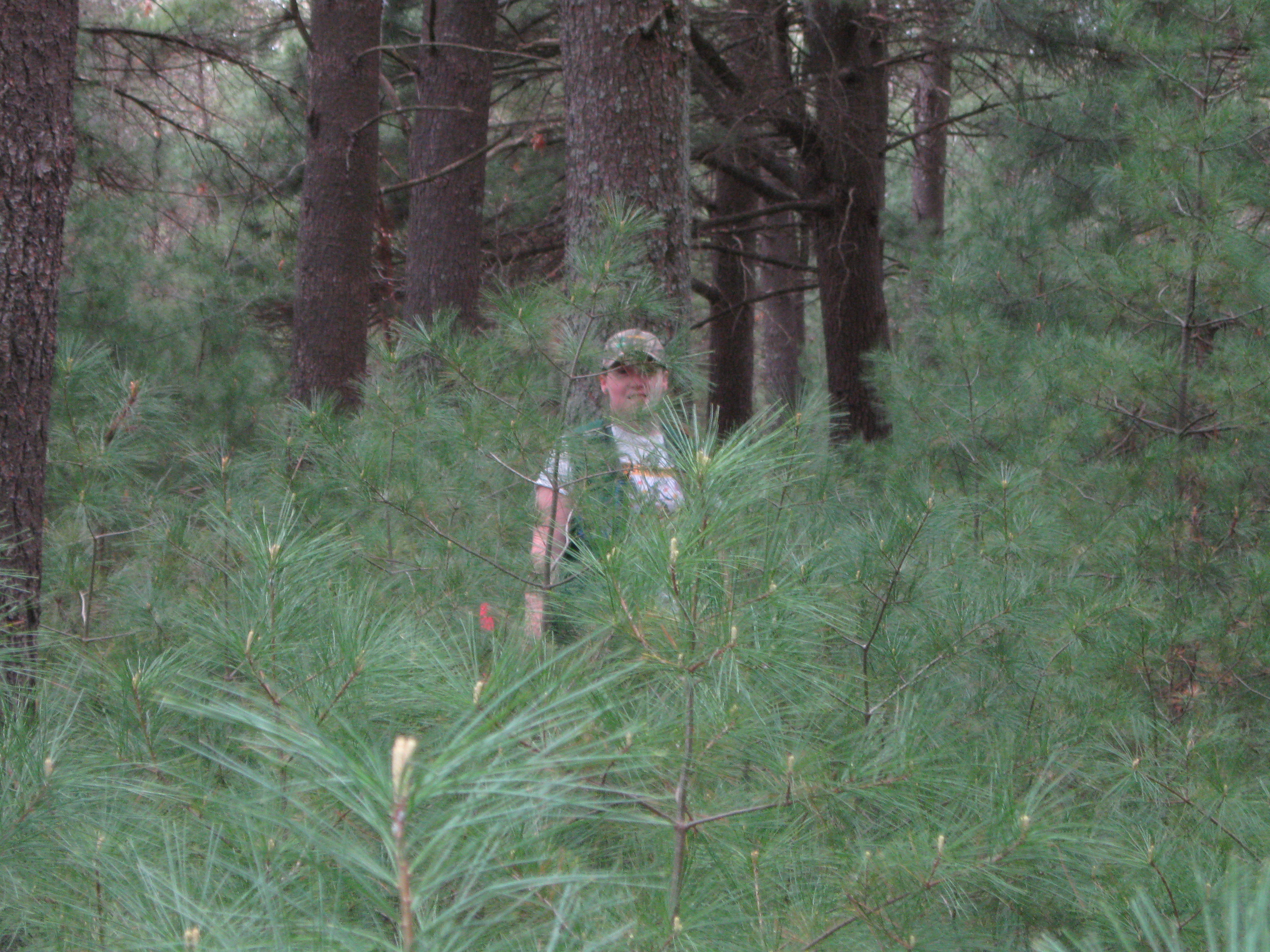 Woodland Management Service, Your Forest Land Experts!