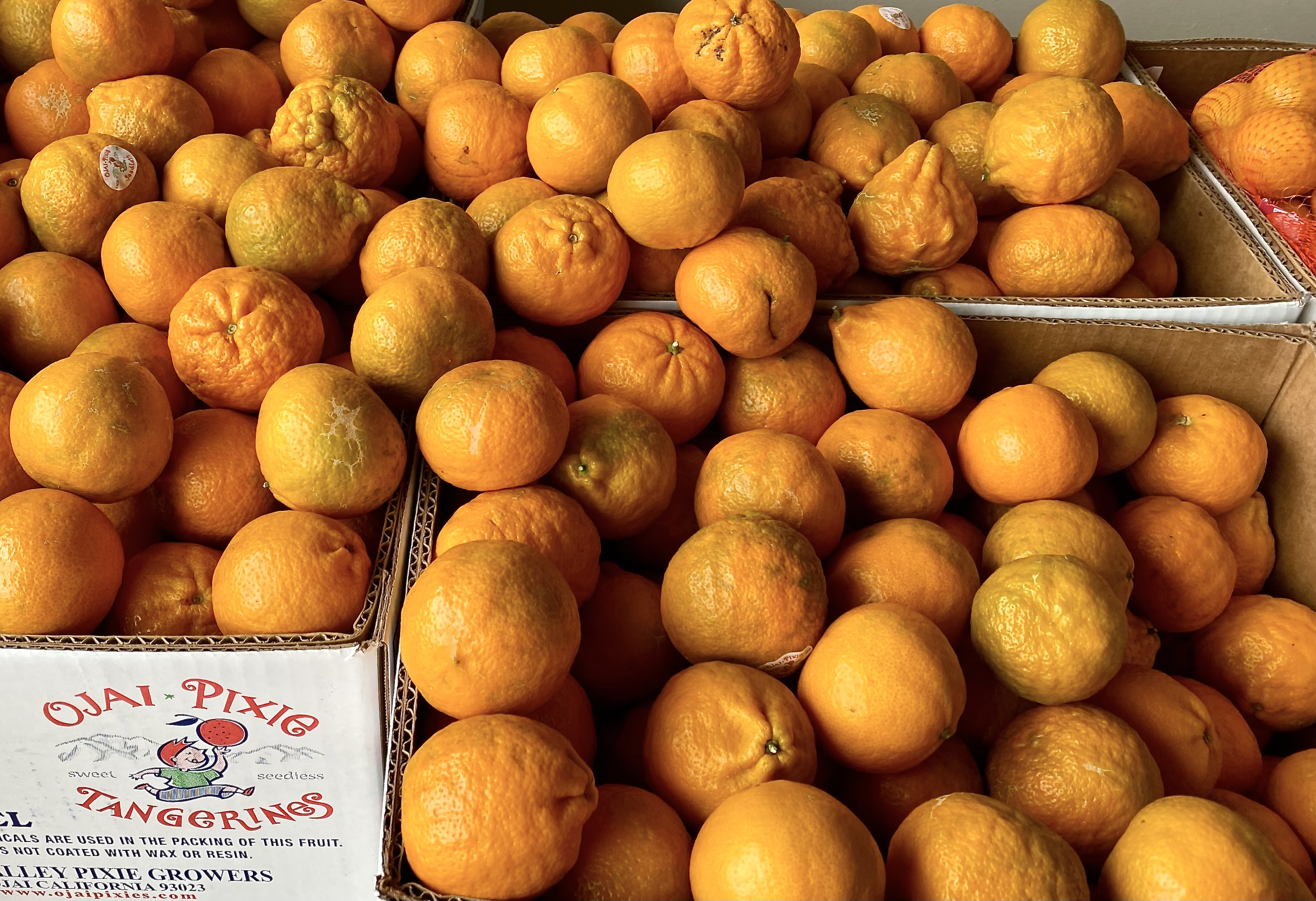 More Saturday Smiles: Ojai Pixies In Season!