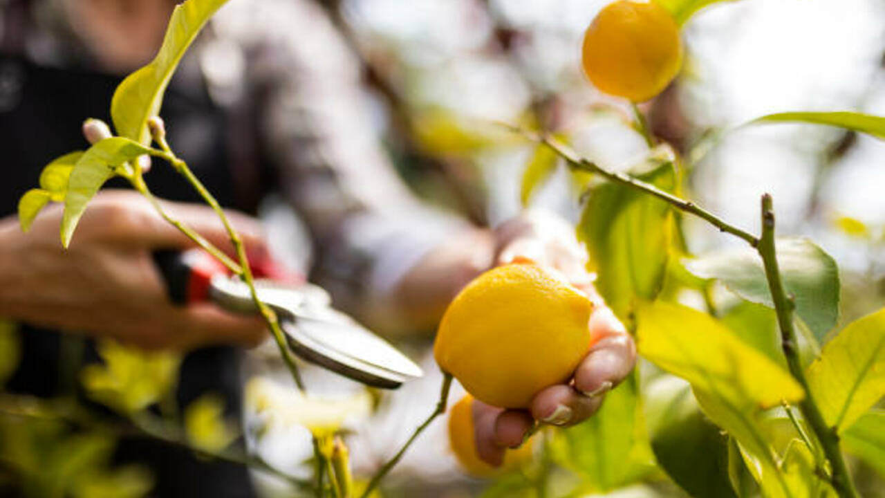 6 Tips to Care for Fruit-Bearing Trees